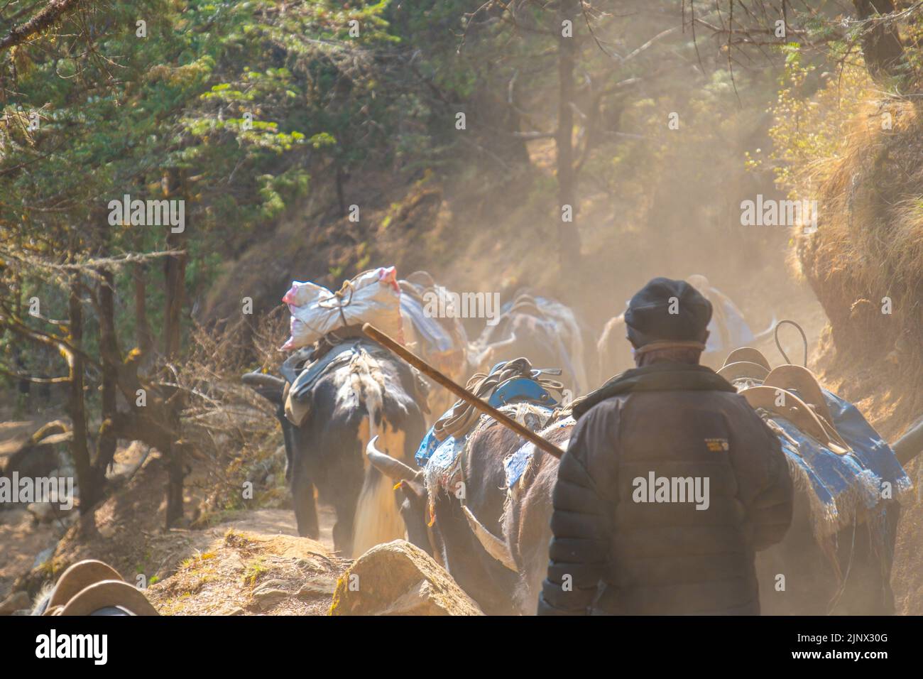 Group of domestic Yak caravan carrying tourist stuff on the way to Everest base camp in Nepal ...