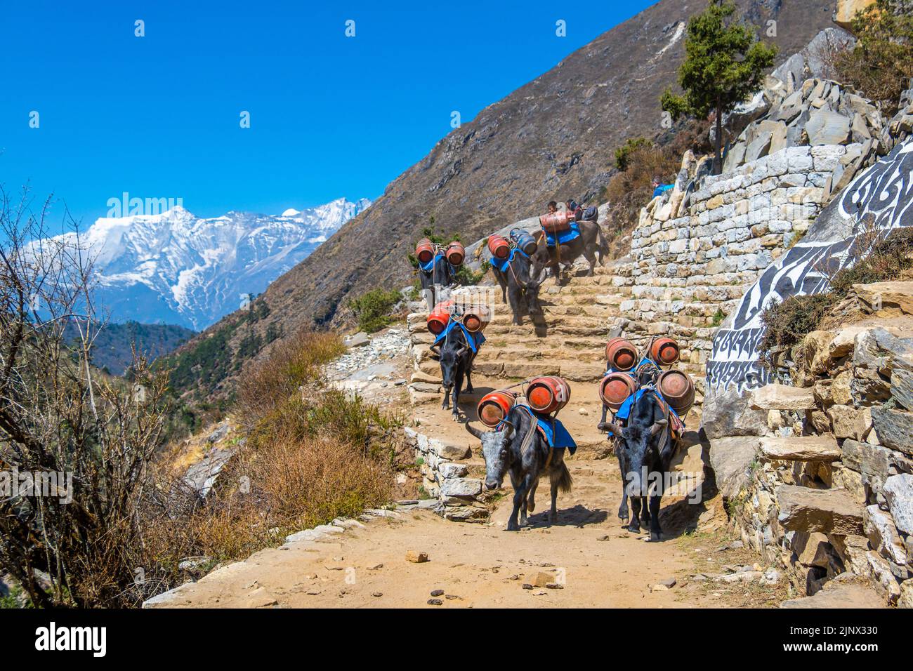 Nepal - 25 Apr 2022: Group of domestic Yak caravan carrying tourist stuff on the way to Everest ...