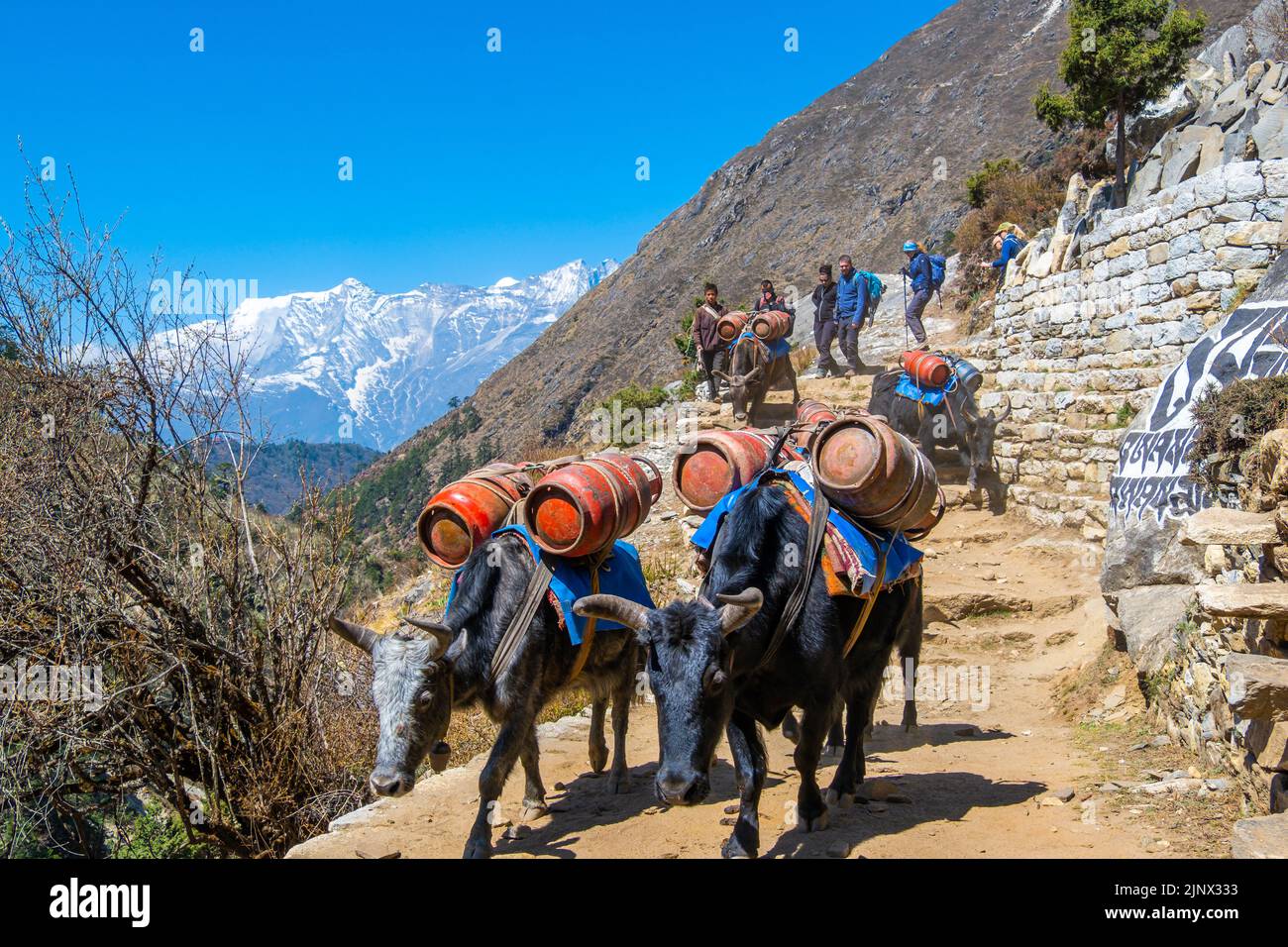 Nepal - 25 Apr 2022: Group of domestic Yak caravan carrying tourist stuff on the way to Everest ...