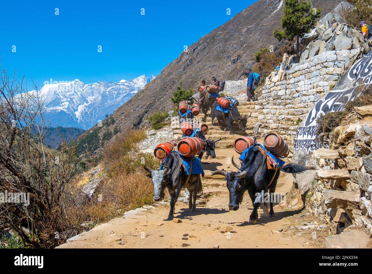 Nepal - 25 Apr 2022: Group of domestic Yak caravan carrying tourist ...