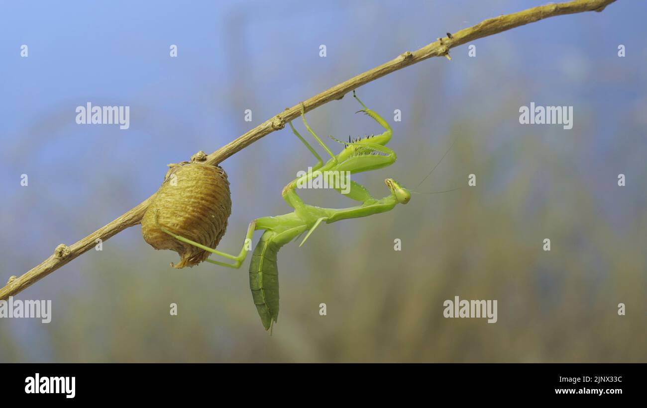 Close-up of green praying mantis sitting on bush branch next to Ootheca ...