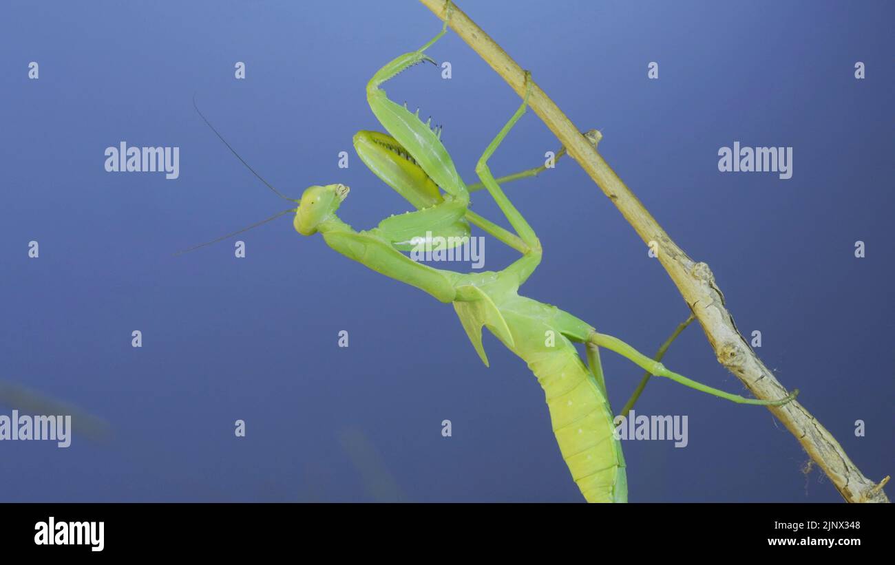 Australian praying mantis hi-res stock photography and images - Alamy