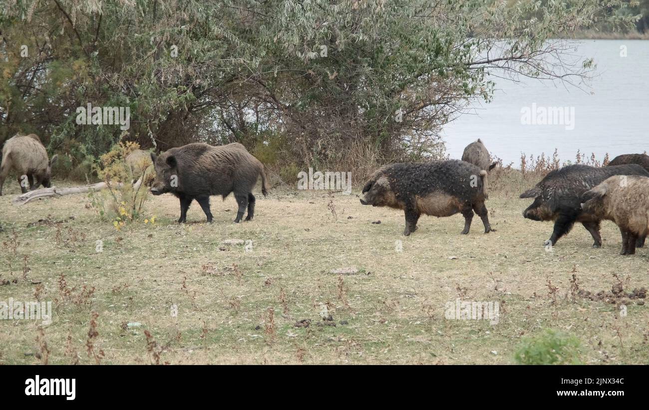 Wild boar (Sus scrofa) is heading the herd of Feral pigs (boar-pig ...