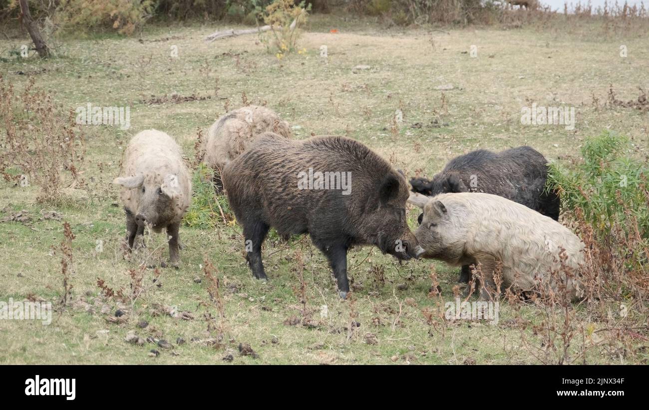 Wild boar (Sus scrofa) is heading the herd of Feral pigs (boar-pig ...