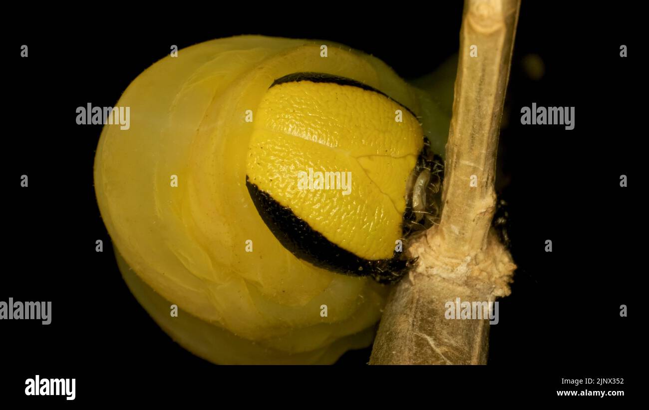 Larva (caterpillar) of butterfly Death's Head Hawkmoth sits on a branch ...