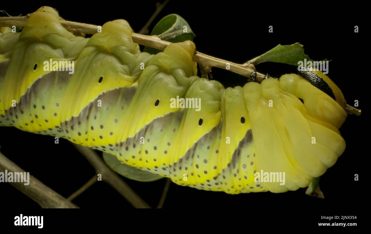 Larva (caterpillar) of butterfly Death's Head Hawkmoth sit on the ...