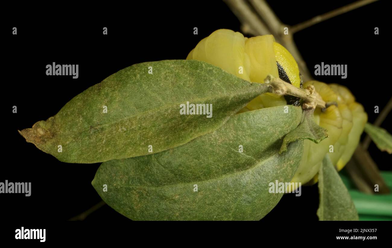 Larva (caterpillar) of butterfly Death's Head Hawkmoth sits on a branch ...