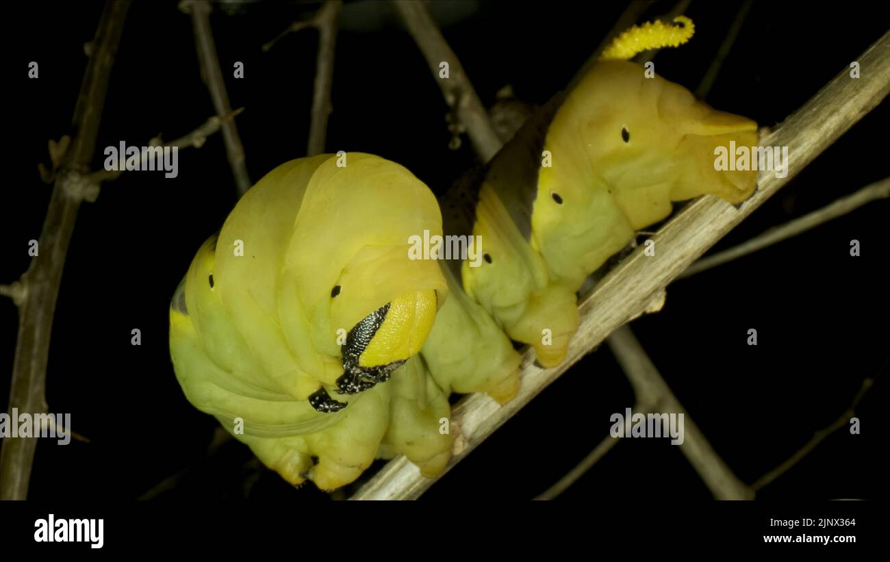 Larva (caterpillar) of butterfly Death's Head Hawkmoth sits on a branch ...