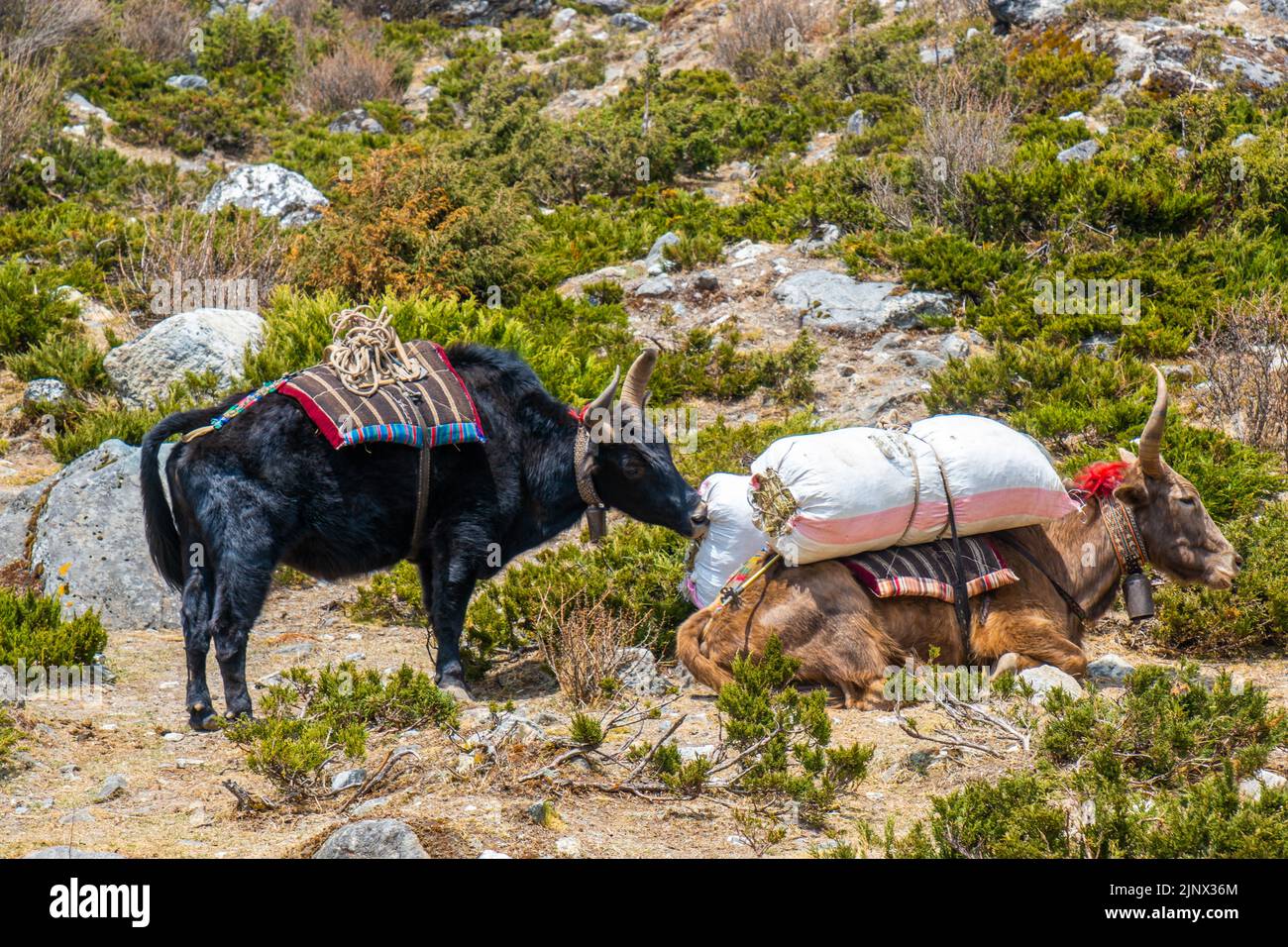 Group of domestic Yak caravan carrying tourist stuff on the way to Everest base camp in Nepal ...