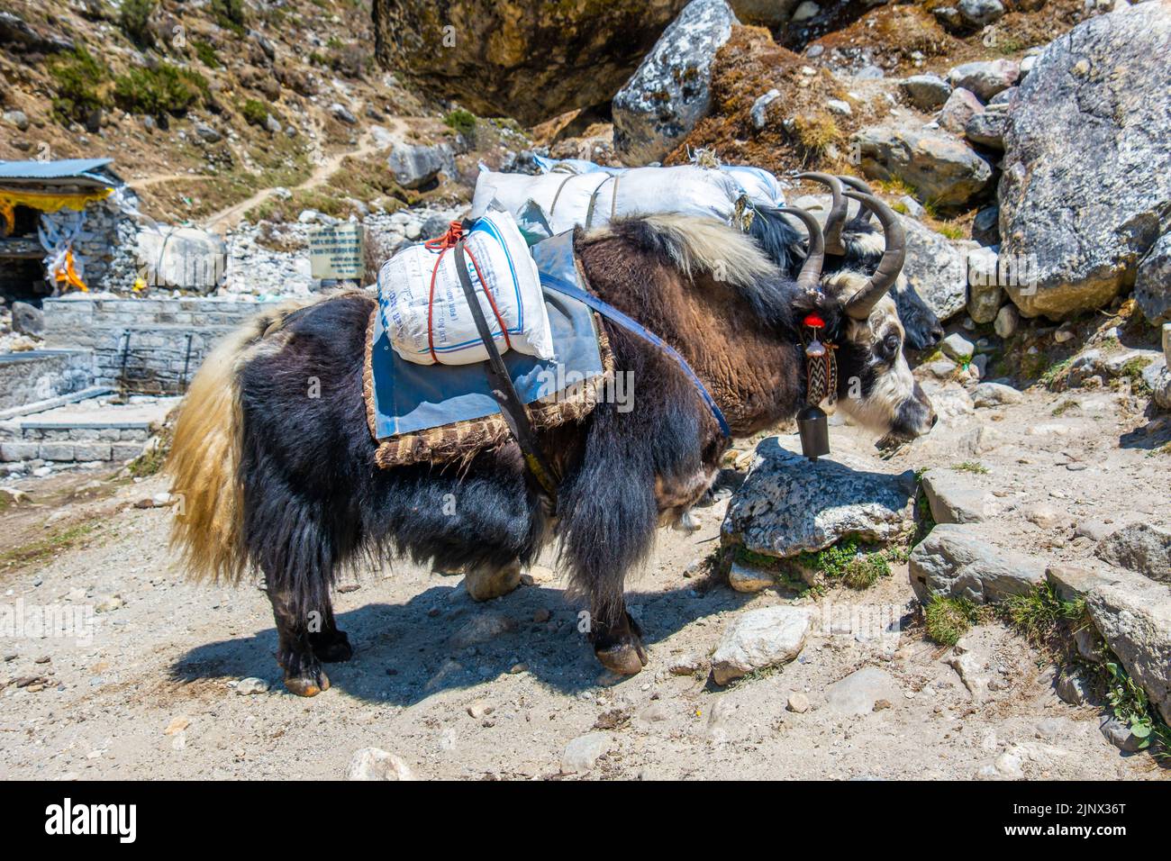 Group of domestic Yak caravan carrying tourist stuff on the way to Everest base camp in Nepal ...