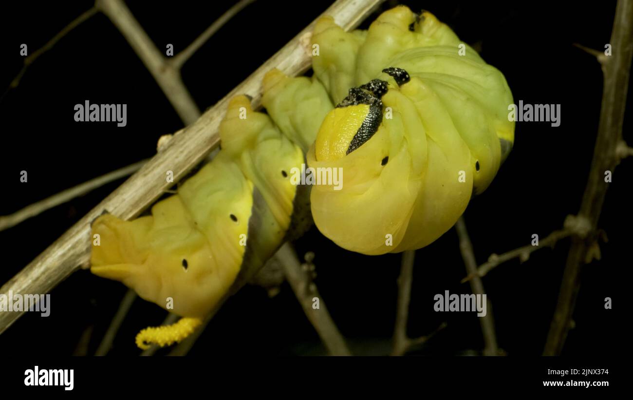 Larva (caterpillar) of butterfly Death's Head Hawkmoth sits on a branch ...