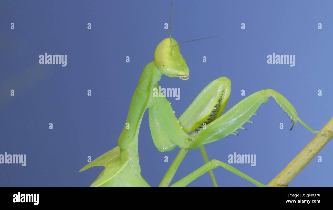 Close-up of green praying mantis sitting on bush branchon and washing ...