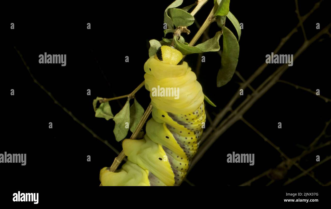 Larva (caterpillar) of butterfly Death's Head Hawkmoth sit on the ...