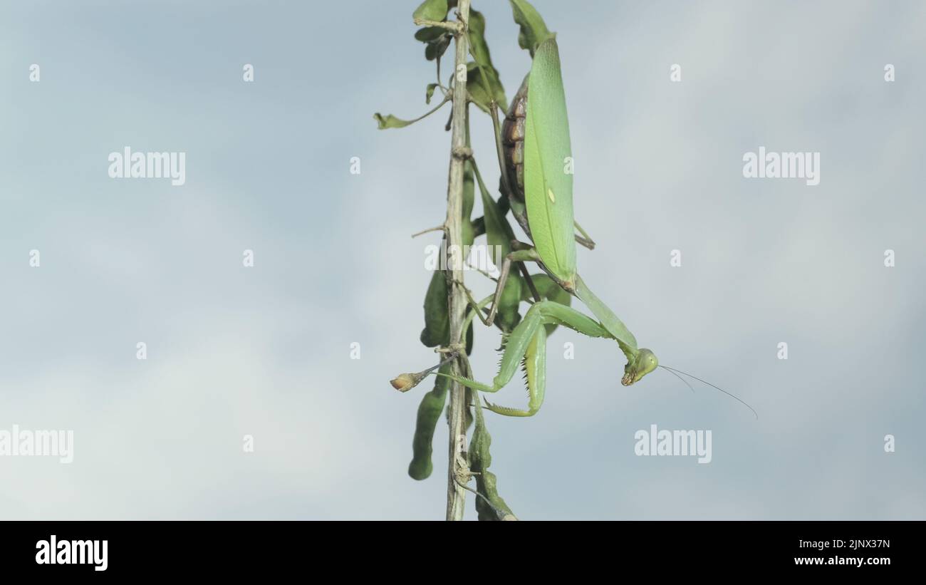 Praying mantis sits on a branch on background sky with clouds. Closeup ...