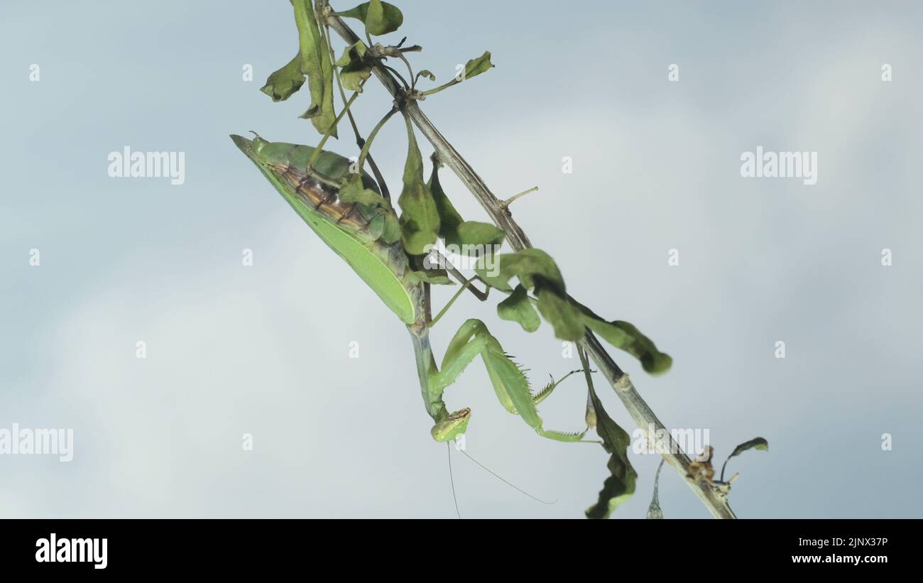 Praying mantis sits on a branch on background sky with clouds. Closeup ...