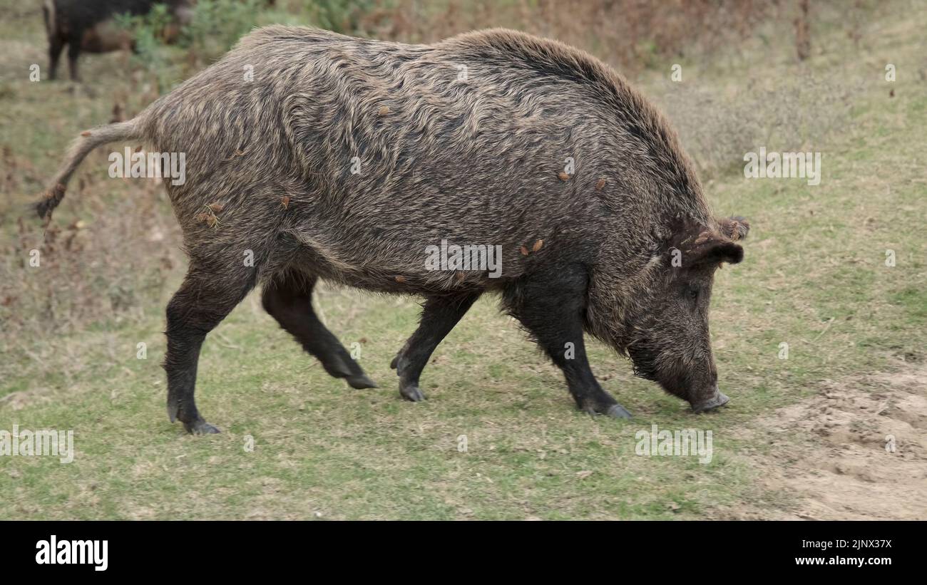 Wild boar (Sus scrofa) walking in the meadow Stock Photo - Alamy