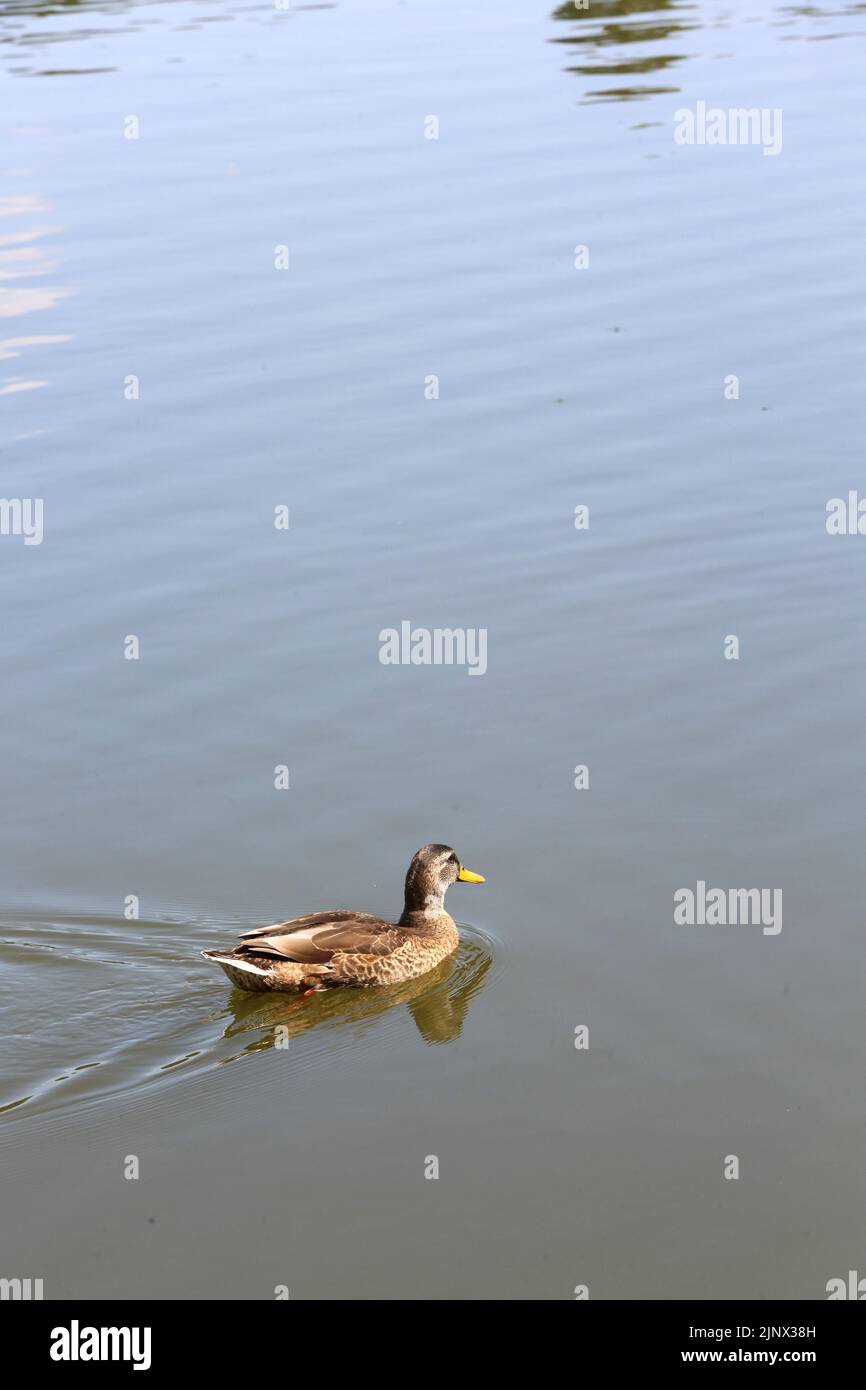 Oiseau colvert hi-res stock photography and images - Alamy