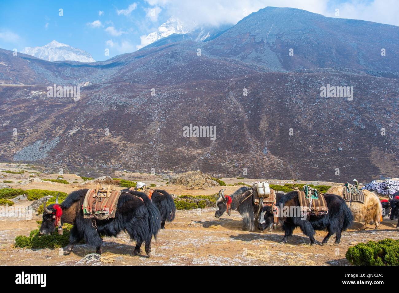 Yak carrying load hi-res stock photography and images - Alamy