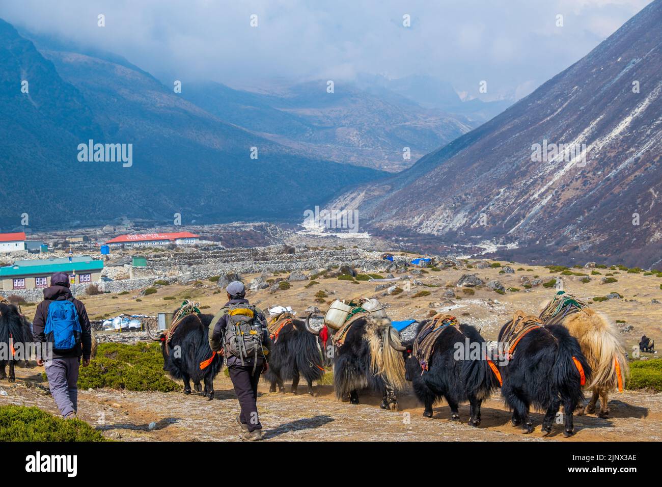 Group of domestic Yak caravan carrying tourist stuff on the way to ...