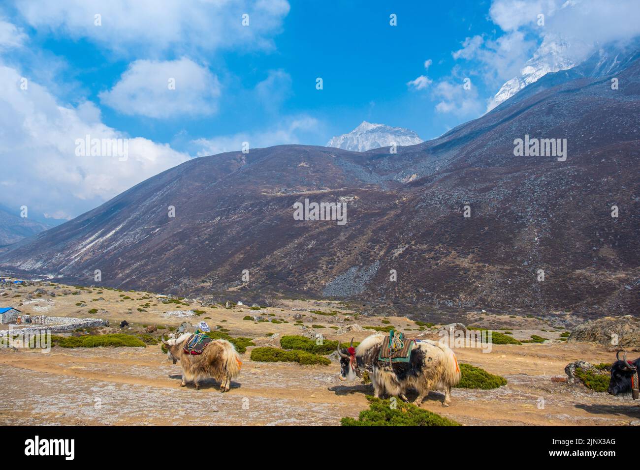 Group of domestic Yak caravan carrying tourist stuff on the way to Everest base camp in Nepal ...