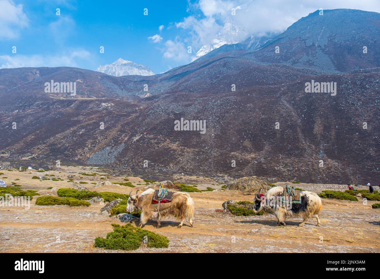 Group of domestic Yak caravan carrying tourist stuff on the way to Everest base camp in Nepal ...