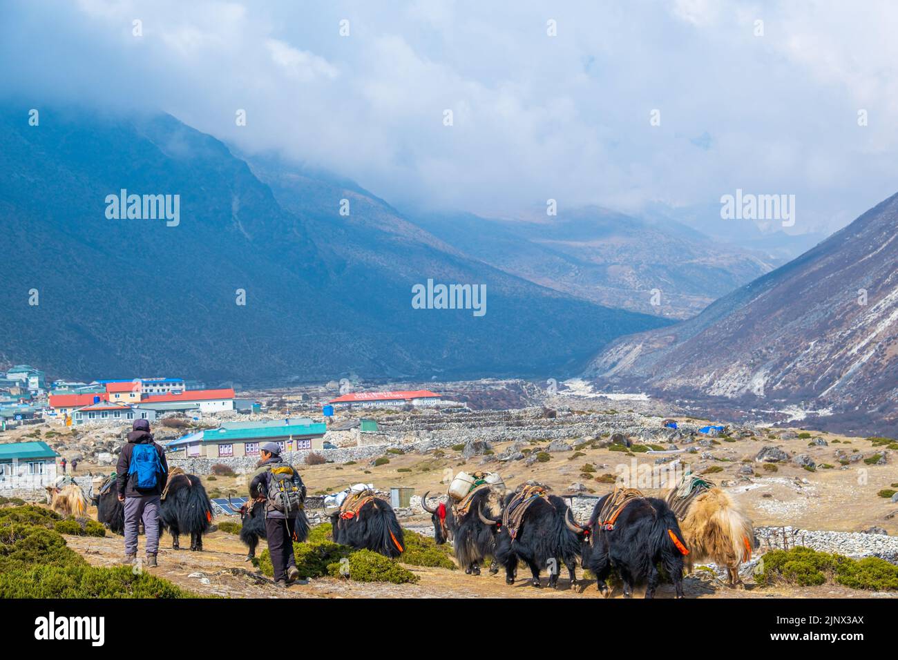Group of domestic Yak caravan carrying tourist stuff on the way to Everest base camp in Nepal ...