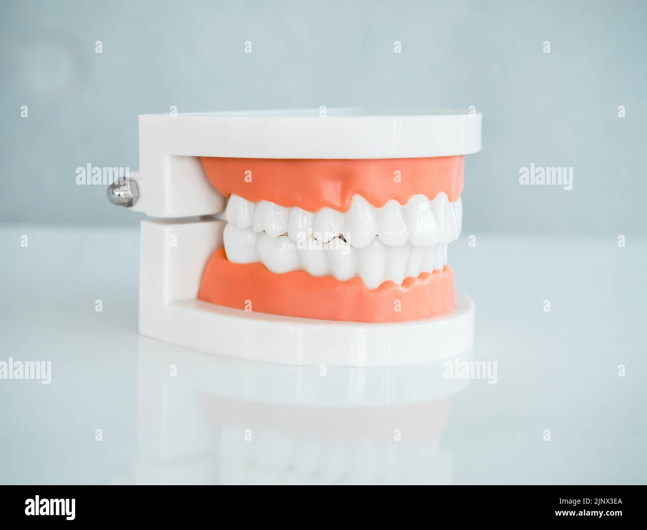 Close up of denture tooth, side view ,acrylic human jaw model on white ...