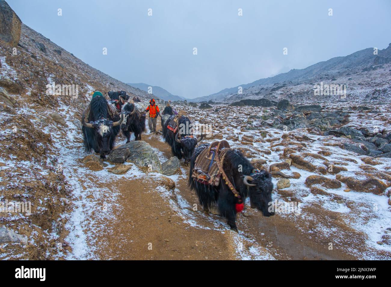 Tourist and porters walking on dirt road in Nepal to Everest Base Camp with a group of yak ...