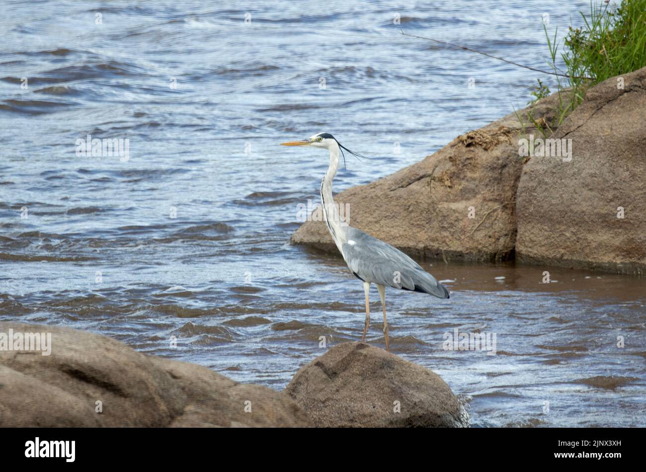 A solitary Grey Heron fishes in the Great Ruaha River. They stand ...