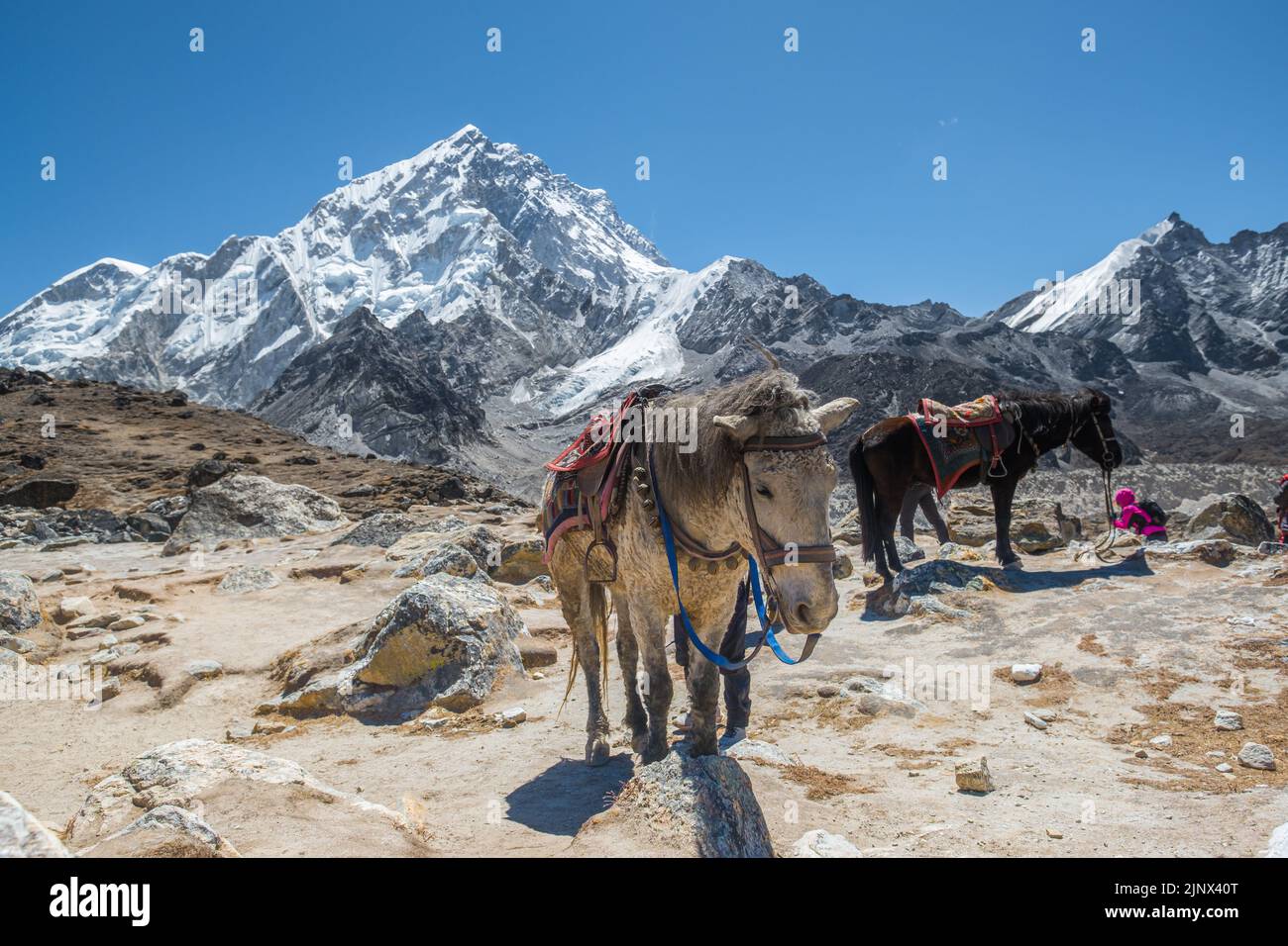 Donkey walking on snow in hi-res stock photography and images - Alamy