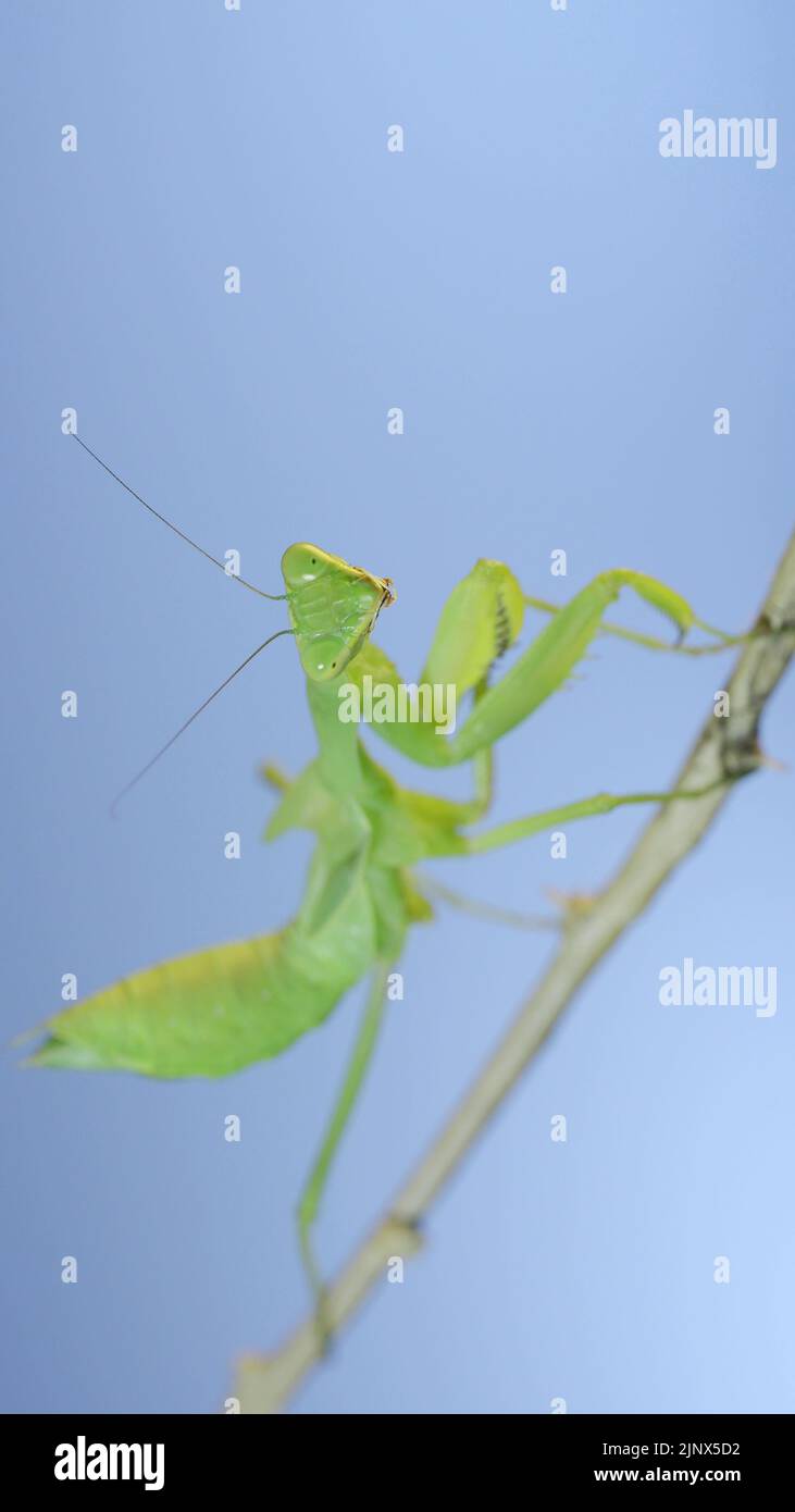 Close-up of green praying mantis sitting on bush branch and looks at on ...