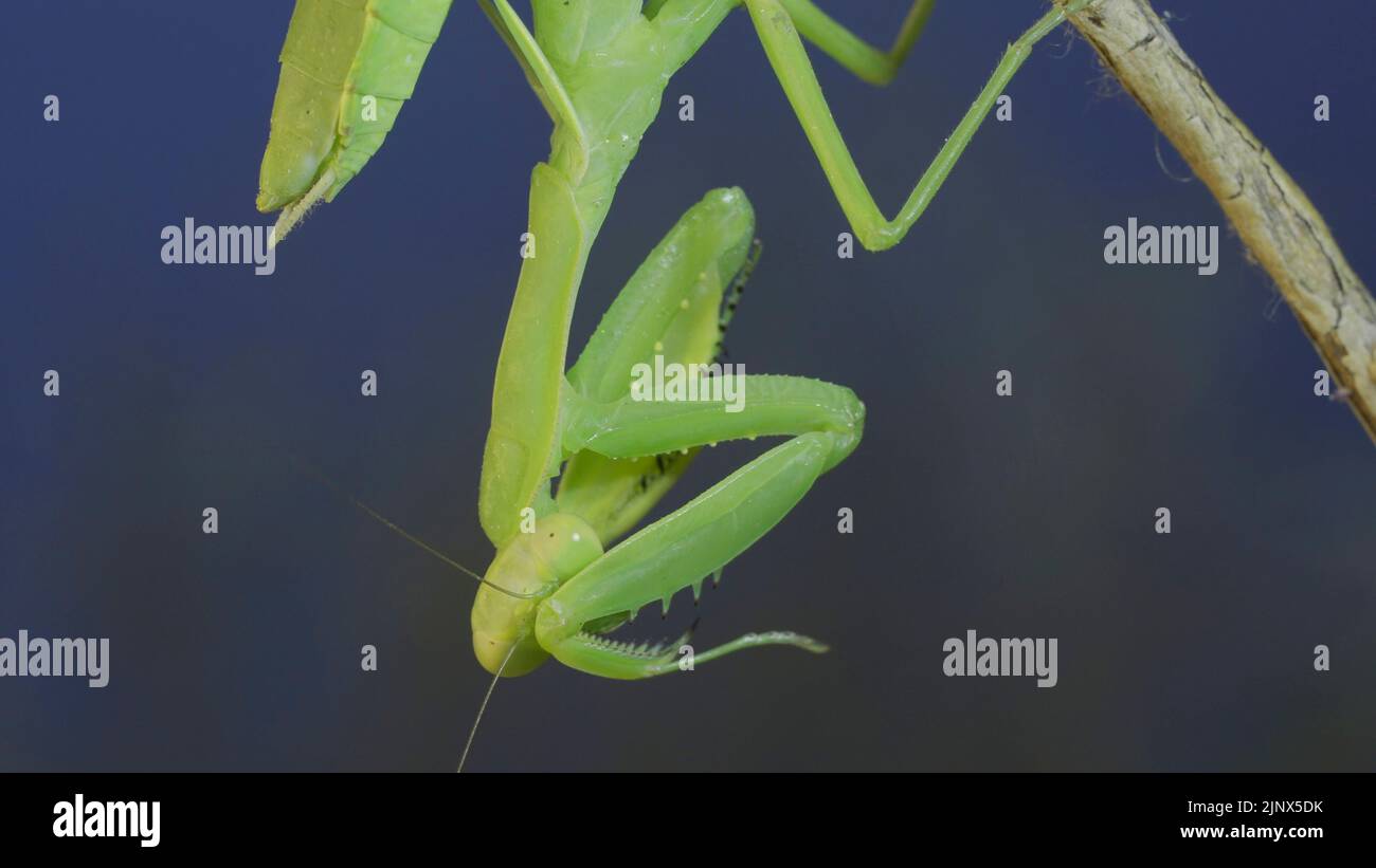 Close-up of green praying mantis sitting on bush branch and washing his ...