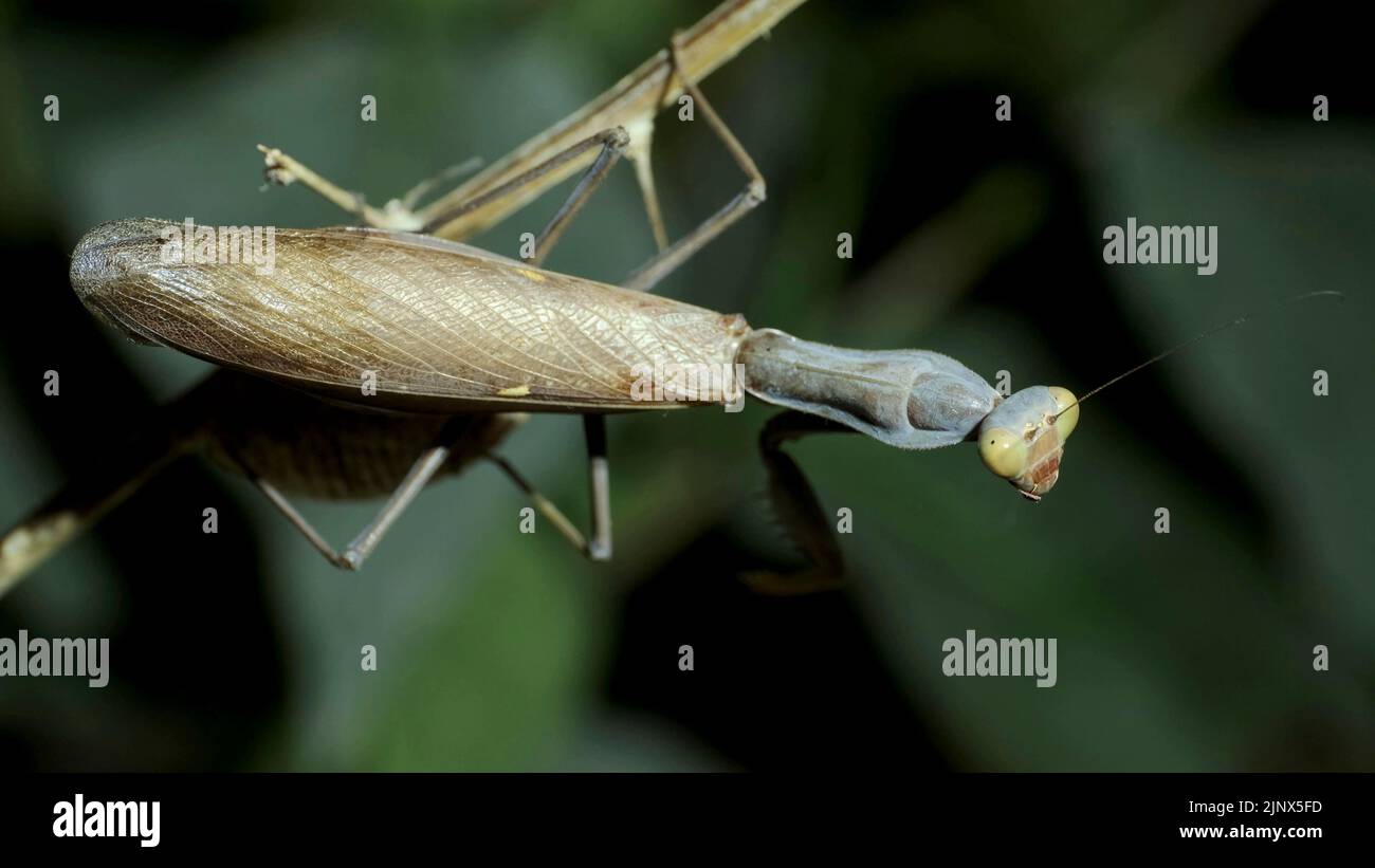 Green Praying mantis walks on a thorny branch and looks around ...