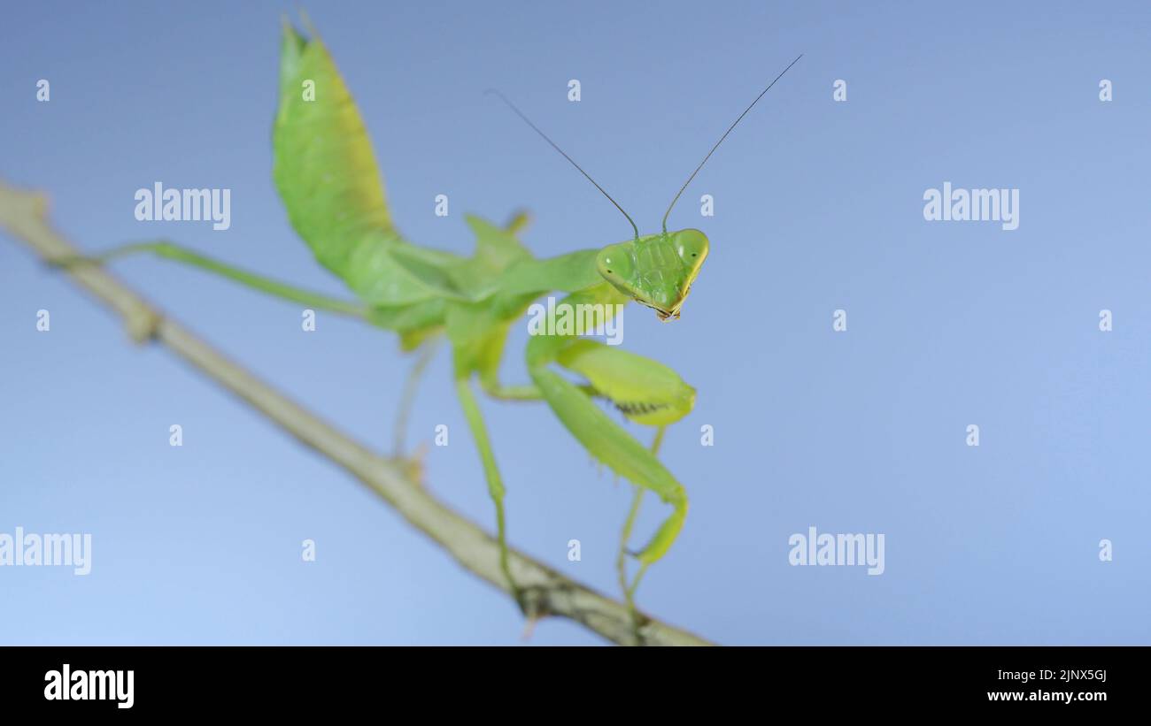 Sphodromantis gastrica hi-res stock photography and images - Alamy