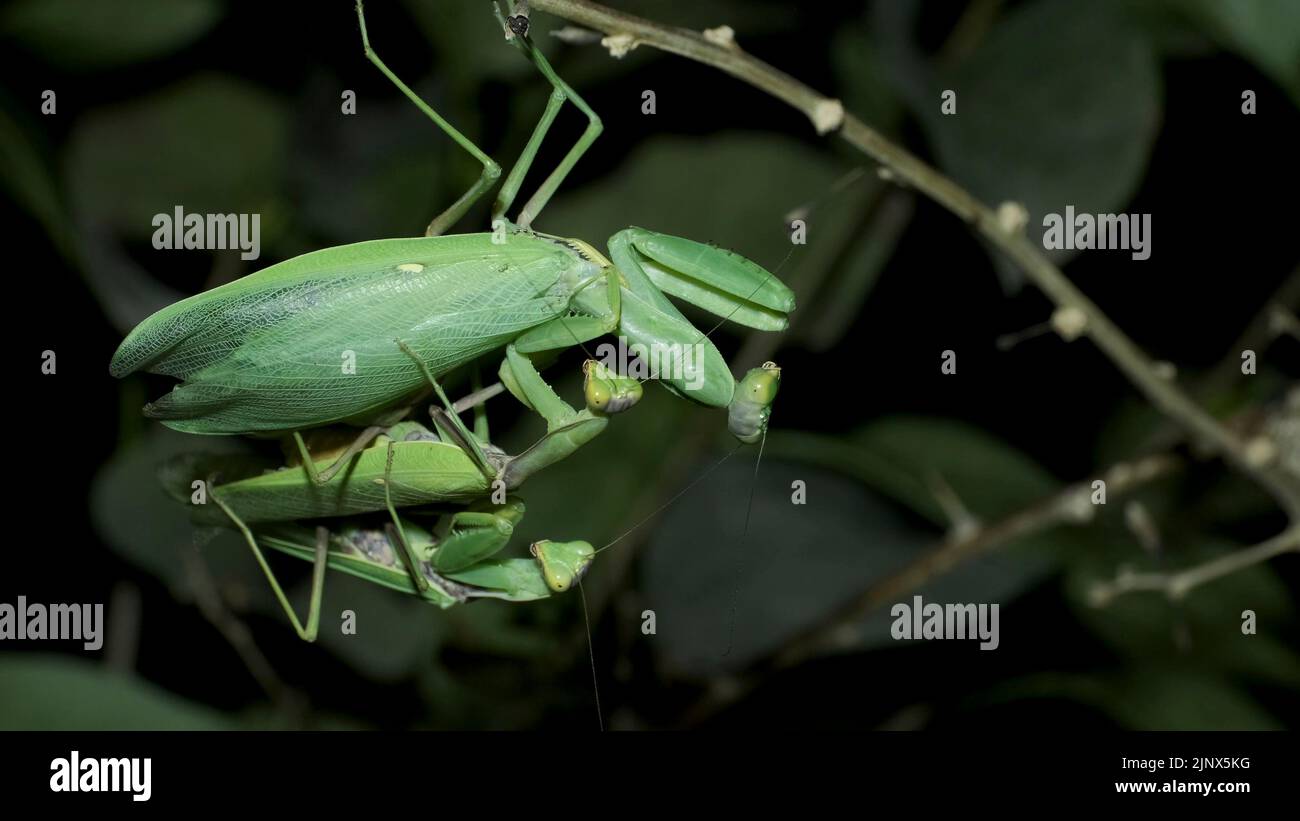 Praying mantises copulate two male and female. Mantis mating ...