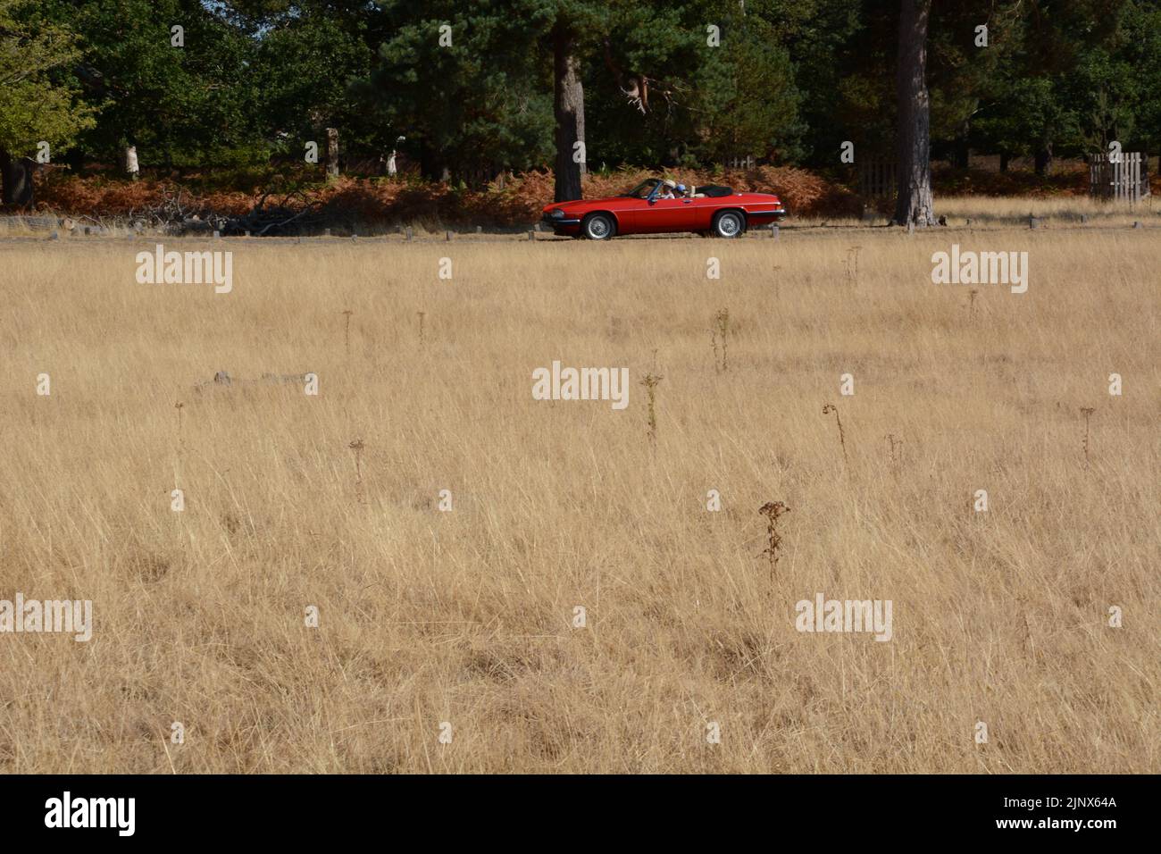 An open top car drives through Richmond Park in South West London in ...