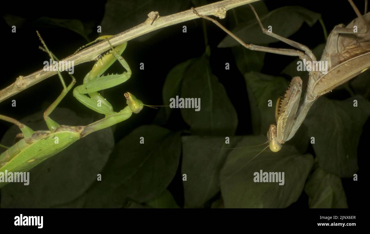 Two mantises met on the same branch. Close up of mantis Stock Photo - Alamy