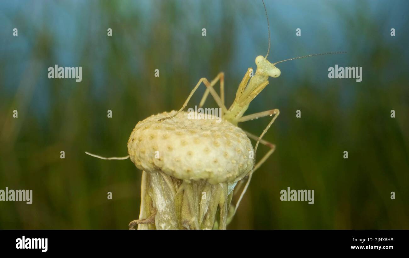 Newborn green Praying Mantis sit on top of dandelions and look at the ...