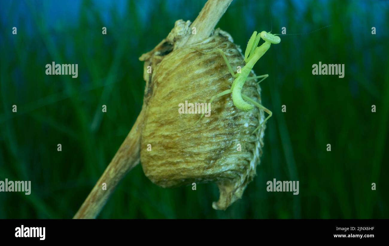 Newborn green Praying Mantis sit on the Ootheca (Oviparity) and washes ...