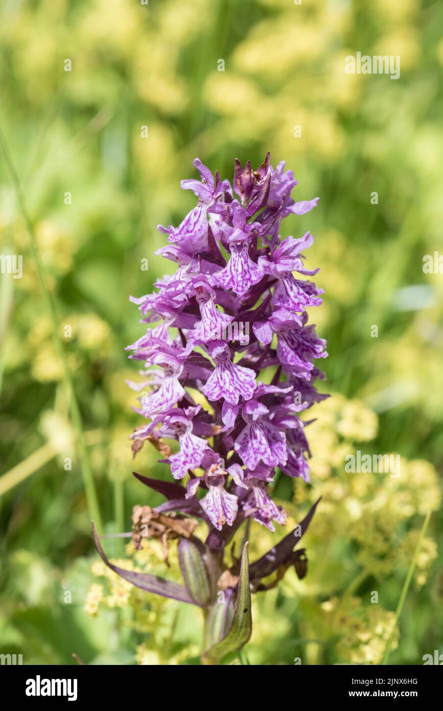 Flowering marsh orchid Dactylorhiza saccifera Stock Photo - Alamy