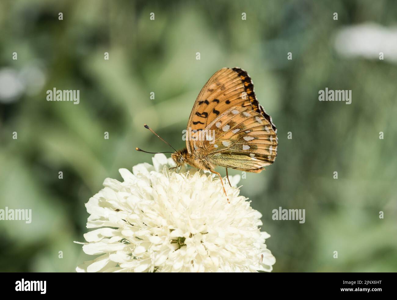 Argynnis aglaja foraging hi-res stock photography and images - Alamy