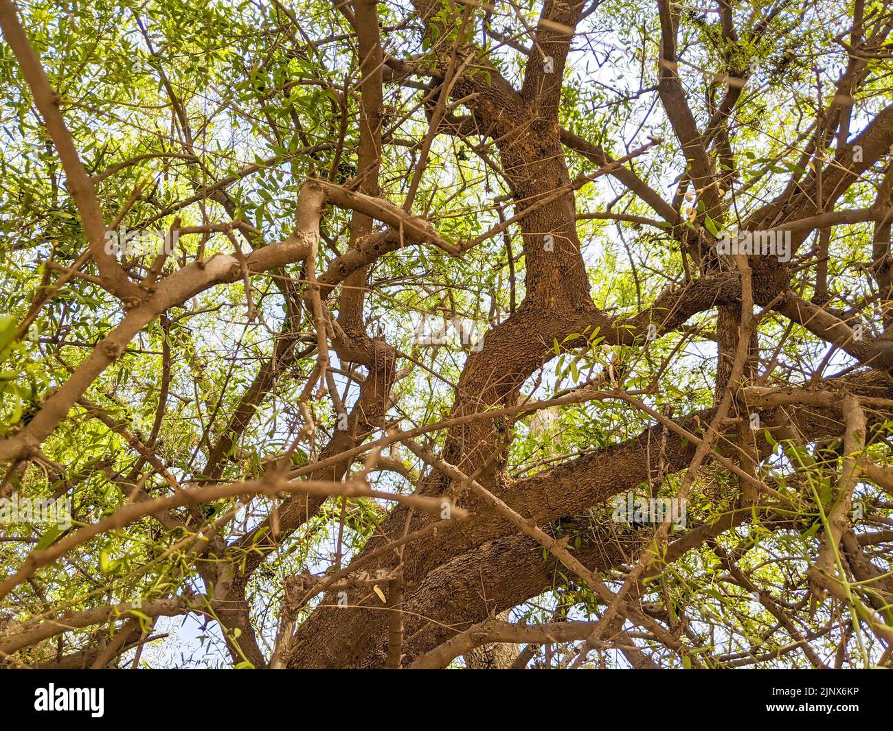 Salvadora persica or the toothbrush tree is a small evergreen tree ...