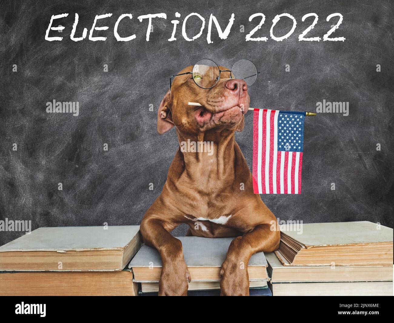 United States Elections. Lovable, pretty dog holding an American Flag ...