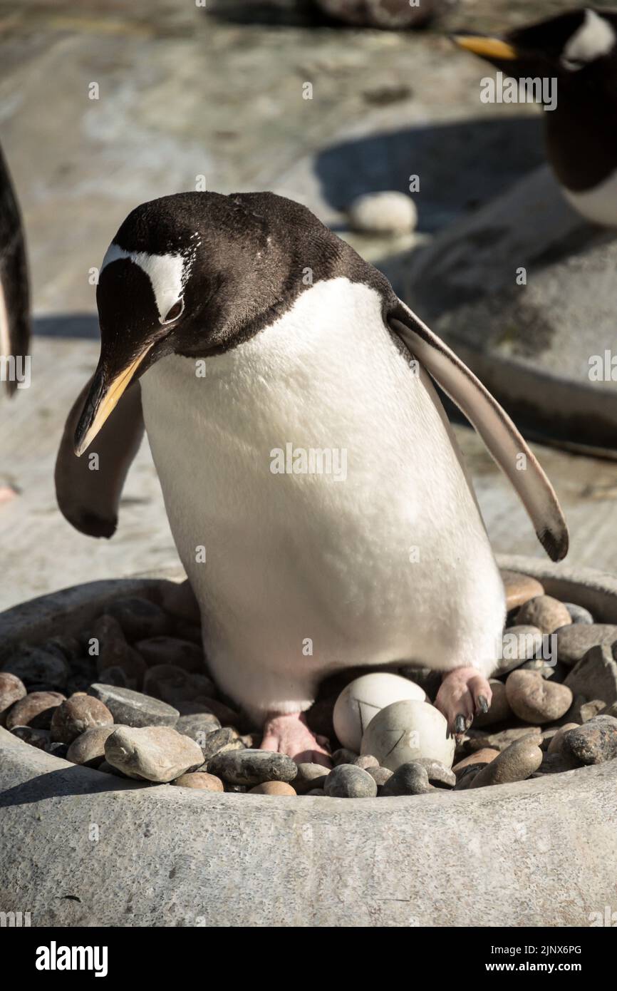Gentoo penguin standing in a rocky nest with two eggs between it's legs ...
