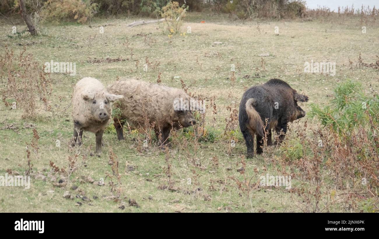 Wild boar (Sus scrofa) is heading the herd of Feral pigs (boar-pig ...