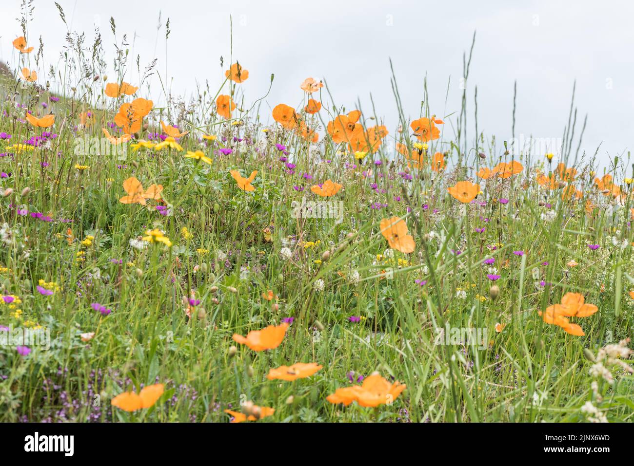 Orange alpine hi-res stock photography and images - Alamy