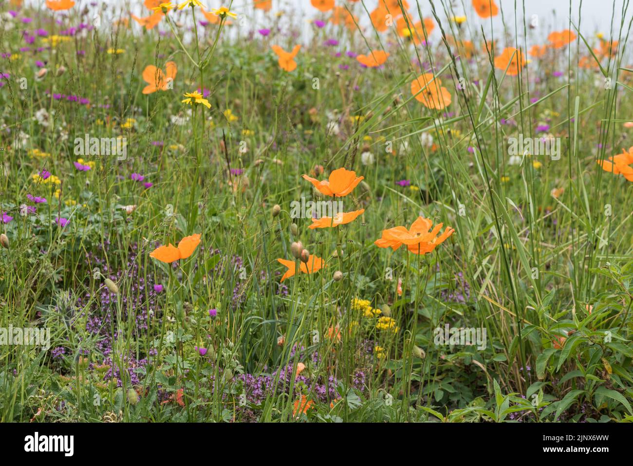 Group of the orange, alpine Poppy - Papaver lateritium Stock Photo - Alamy