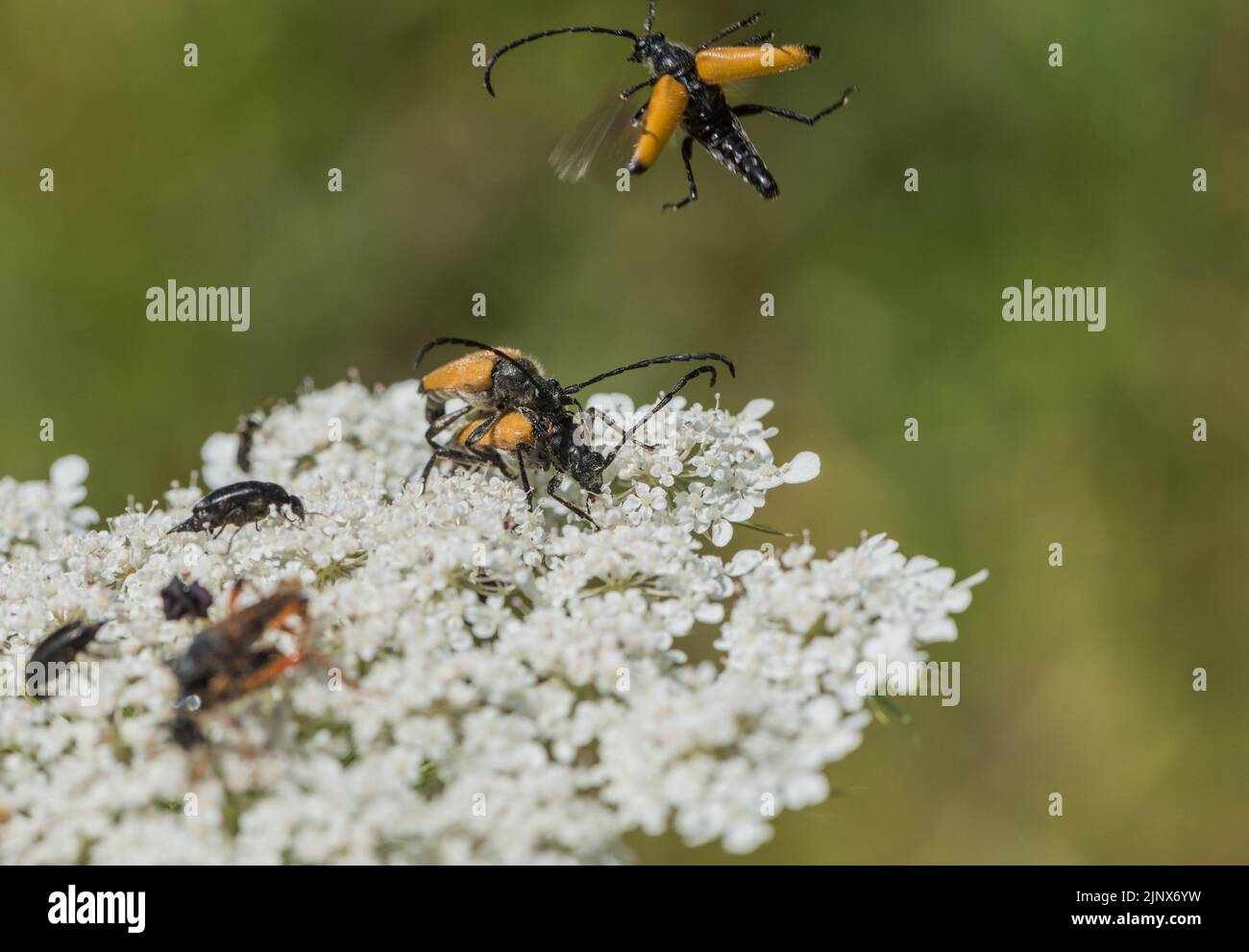 Pair of mating long-horned beetles (Paracorymbia sp) with one flying ...