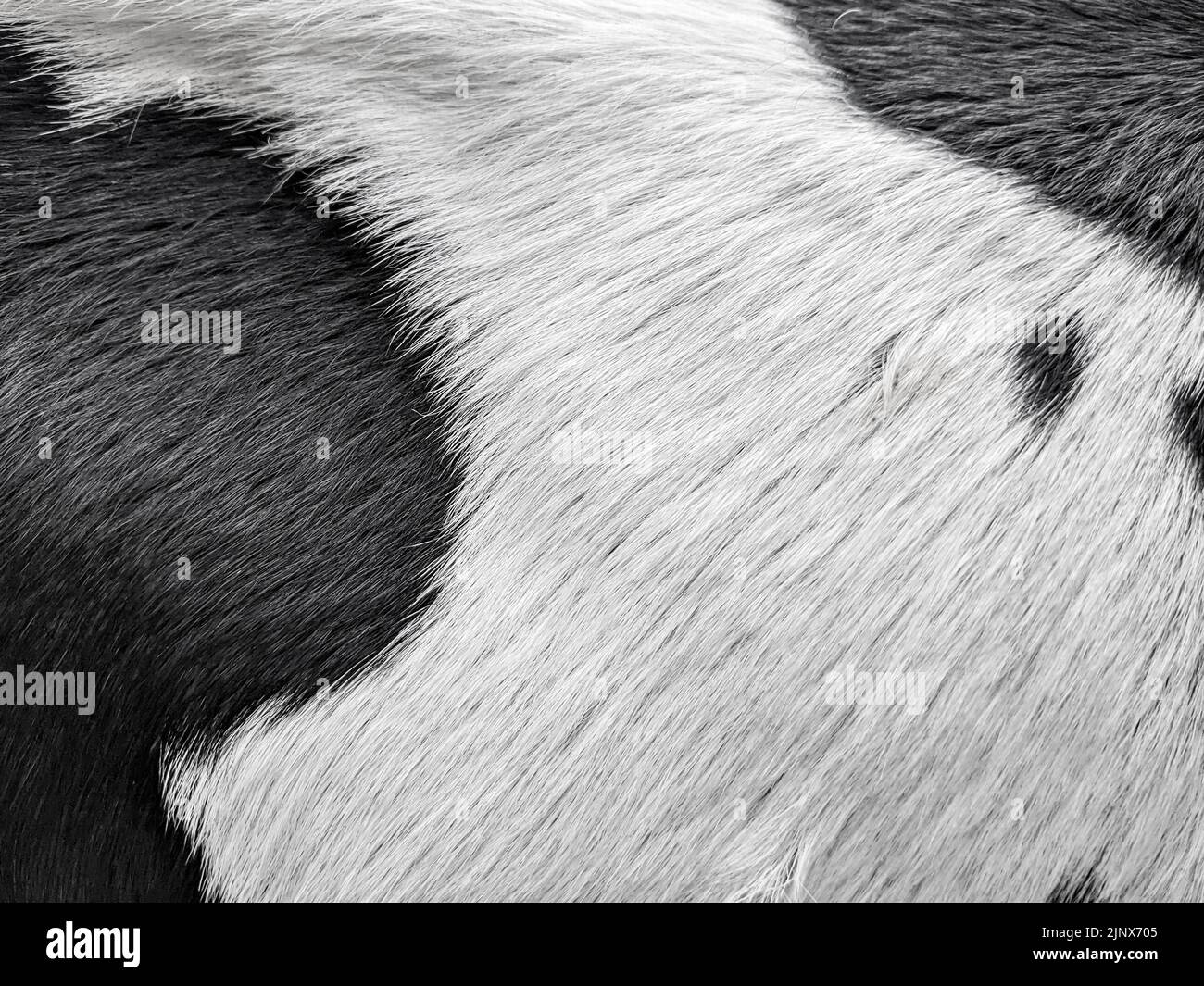 Black spots on white hairy skin of a bull Stock Photo - Alamy