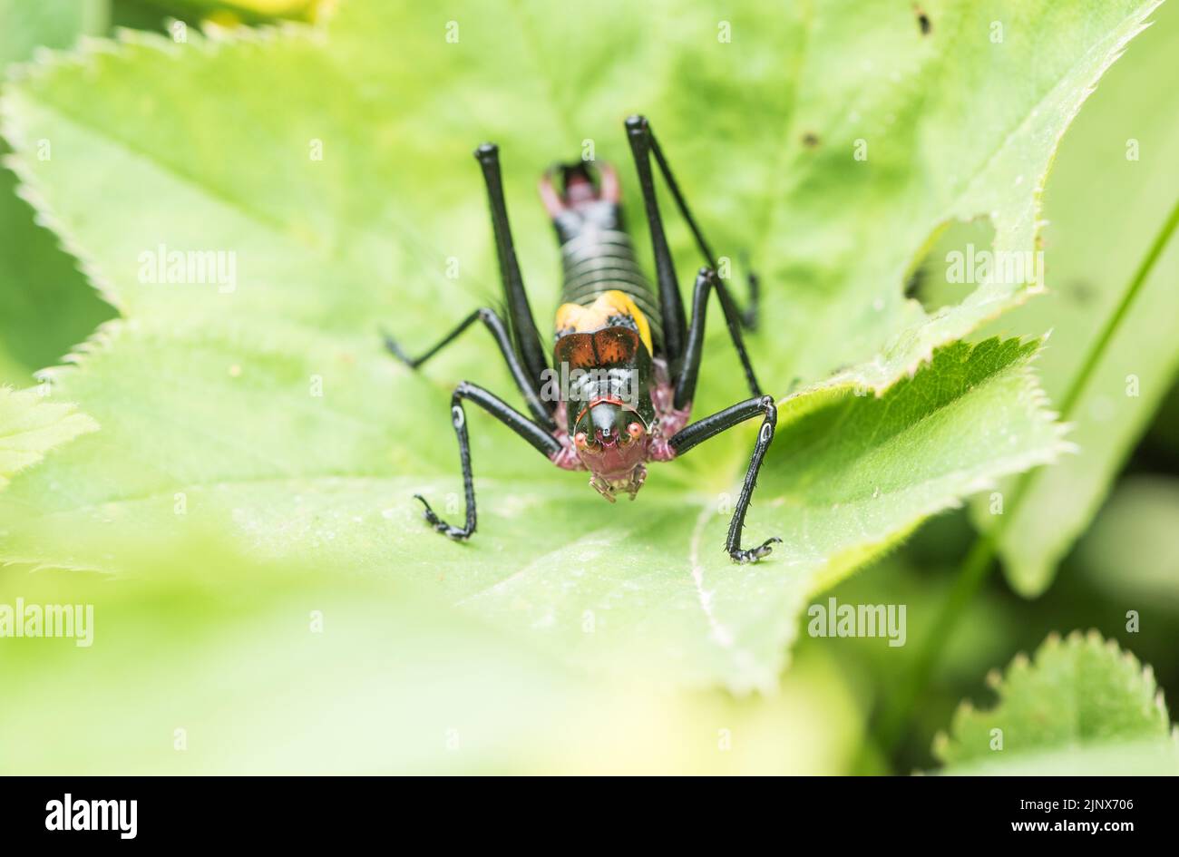 Turkish Bush-Cricket (Phonochorion artvinensis). Probably this species ...